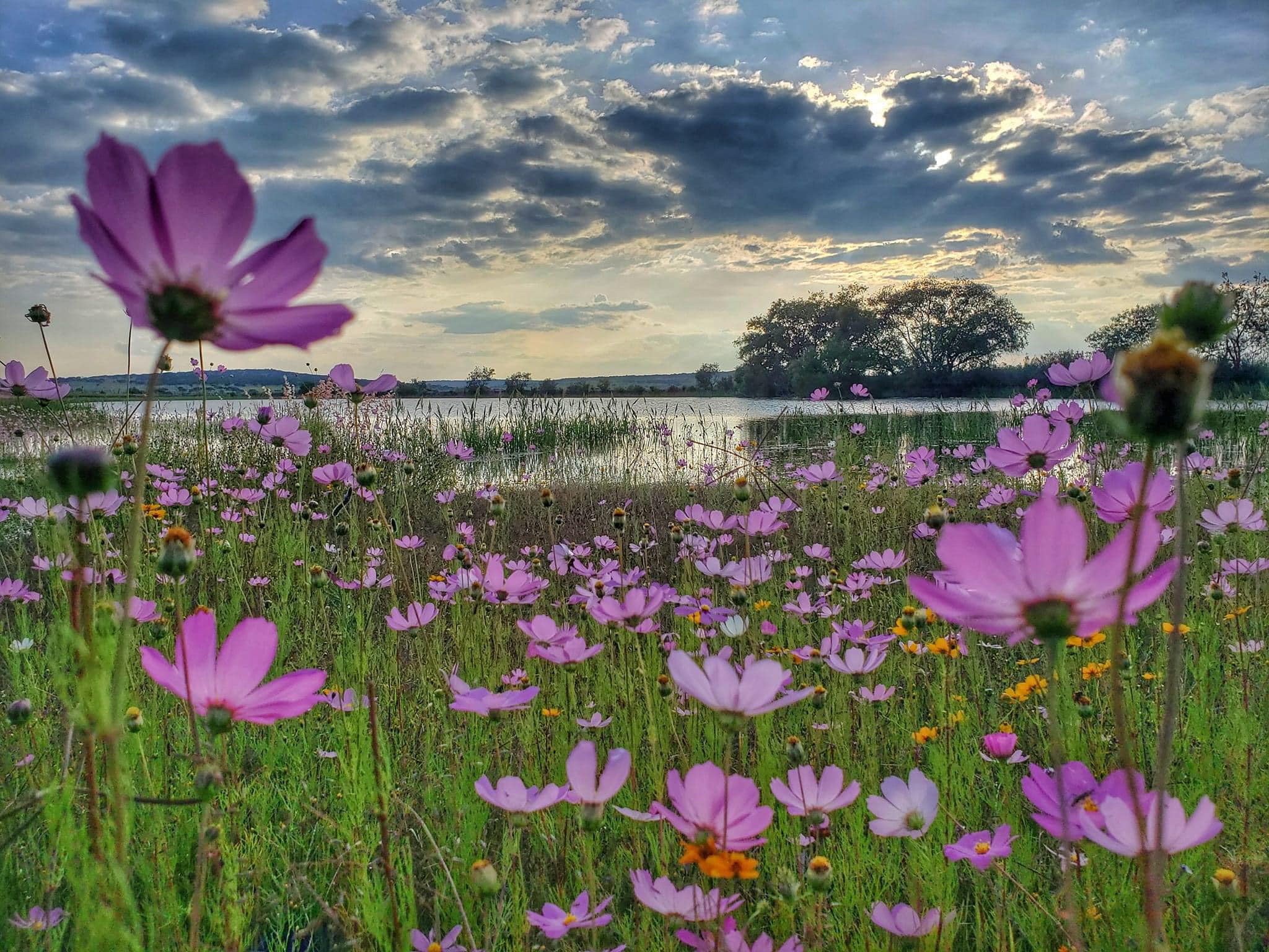 No es Suiza, ¡es Aguascalientes! Aquí te decimos cómo encontrar los ...
