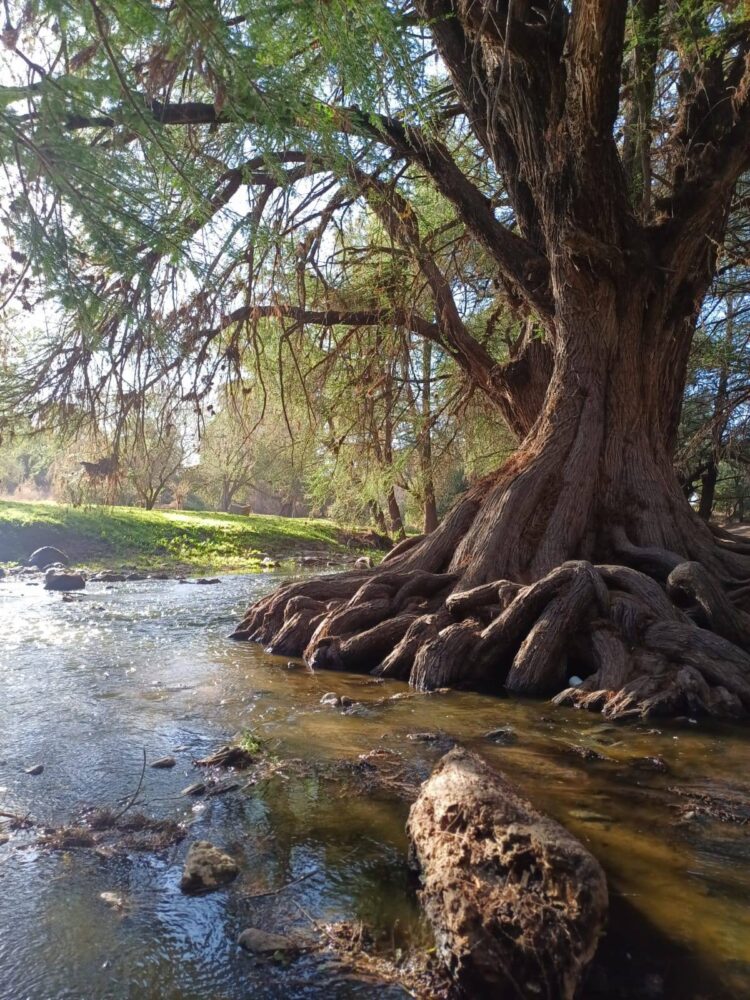 ¿A dónde ir? Presas, cascadas y parajes para visitar en Aguascalientes ...